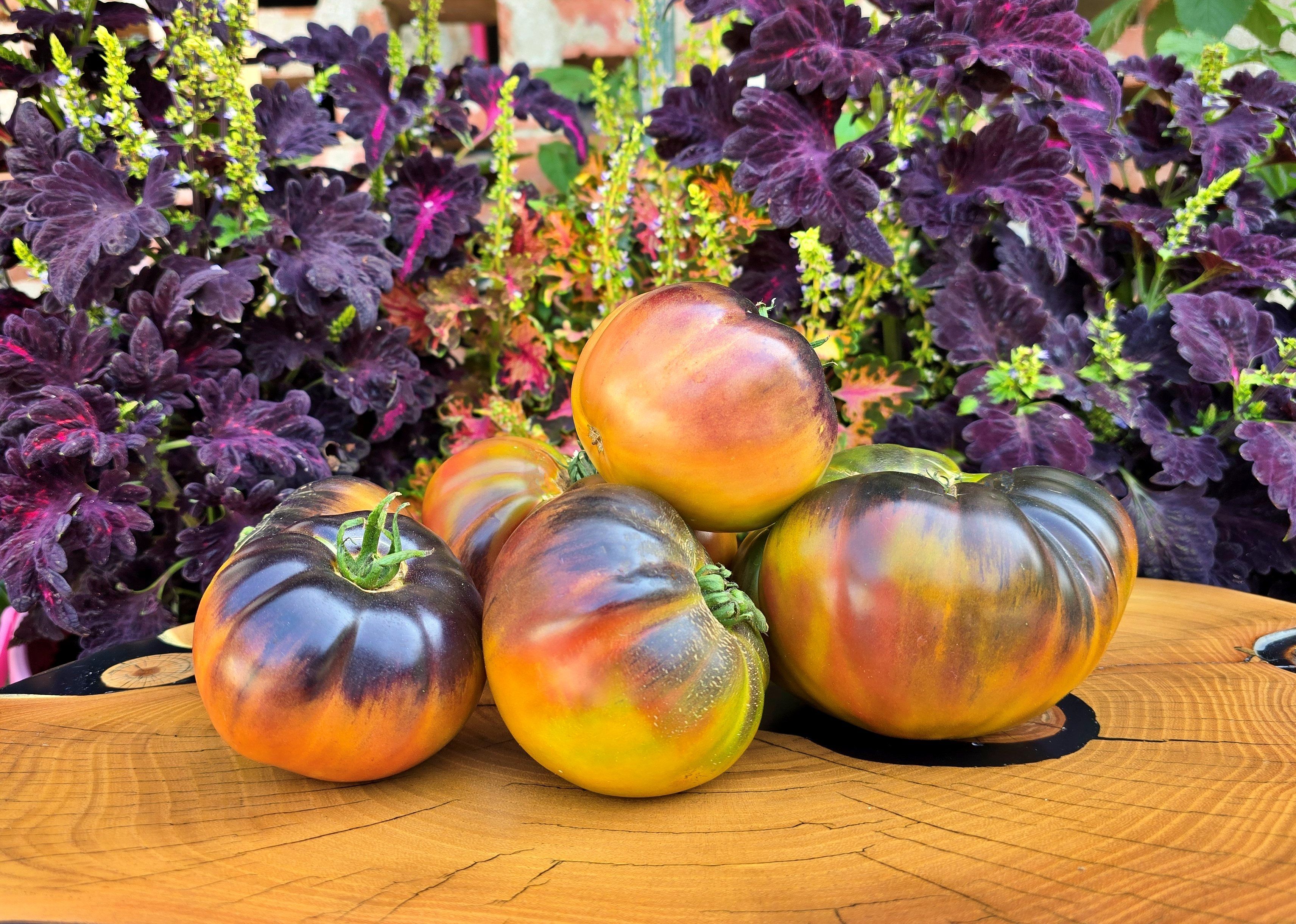 Томаты XSeedS томат - купить с бесплатной доставкой в OZON (3372982635)