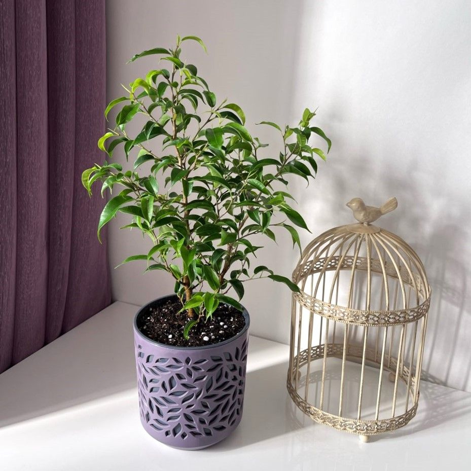 Фикус Фикус Бенджамина Наташа (Ficus Natasja)40см, 13 дм - купить по ...