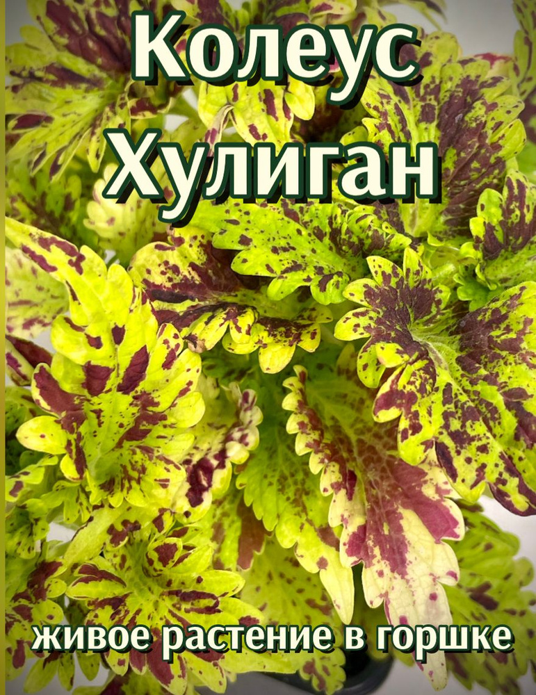 Комнатные растения Колеус Хулиган, 1 шт - купить по выгодной цене в ...