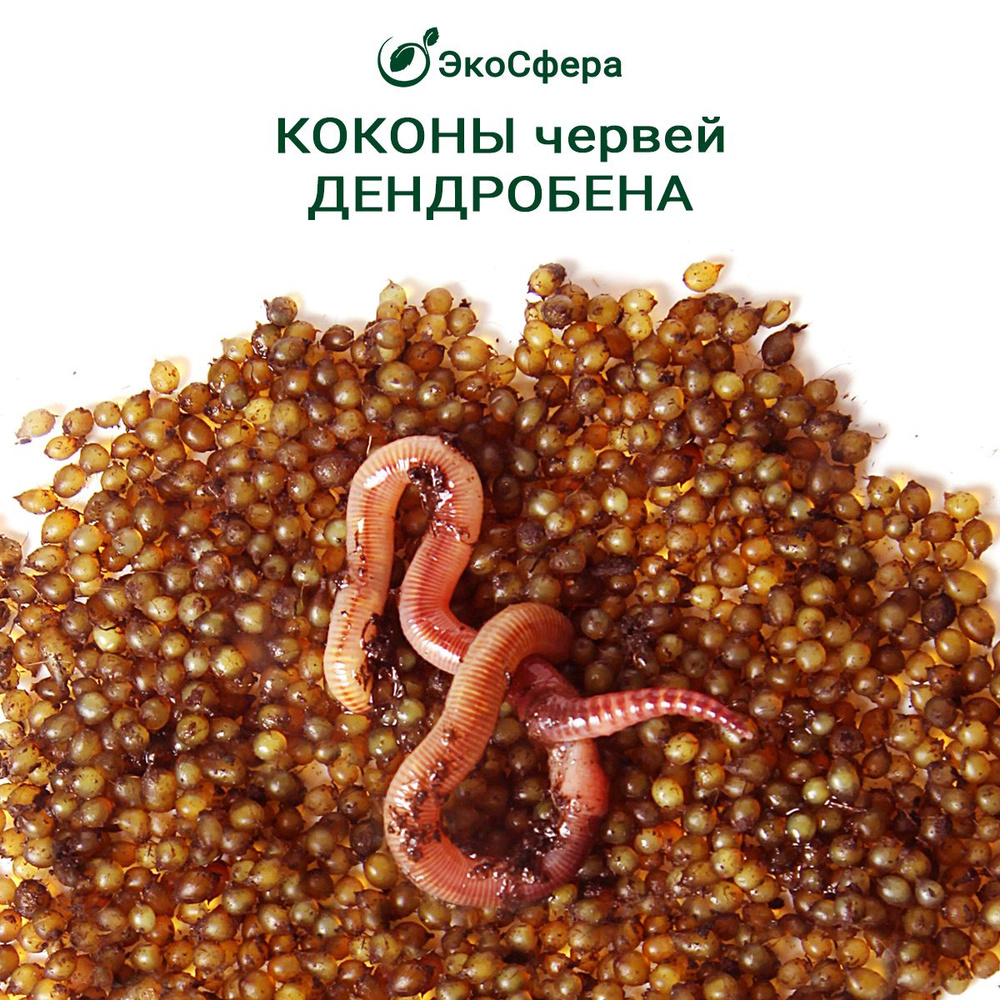 Коконы червей Дендробена 1000 штук (Dendrobaena) купить на OZON по ...