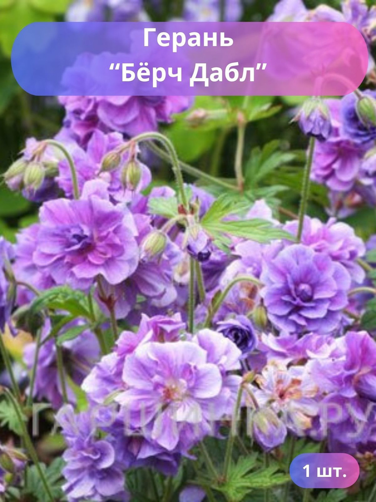 Герань Бёрч Дабл корень - 1 шт. купить на OZON по низкой цене в ...