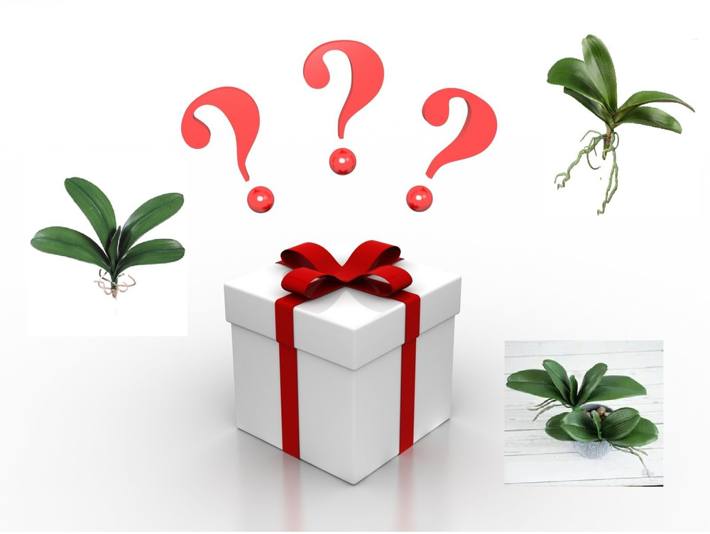 Орхидея живая подросток, 2,5, не цветет mix NCK купить на OZON по ...