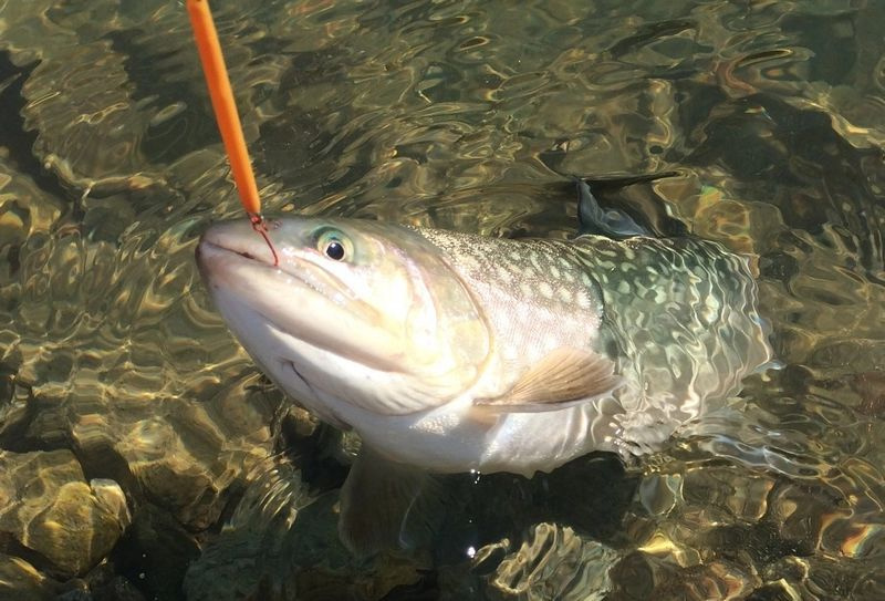 Колеблющаяся Блесна Recent X Stick Lure, 1.2 г купить c доставкой на ...