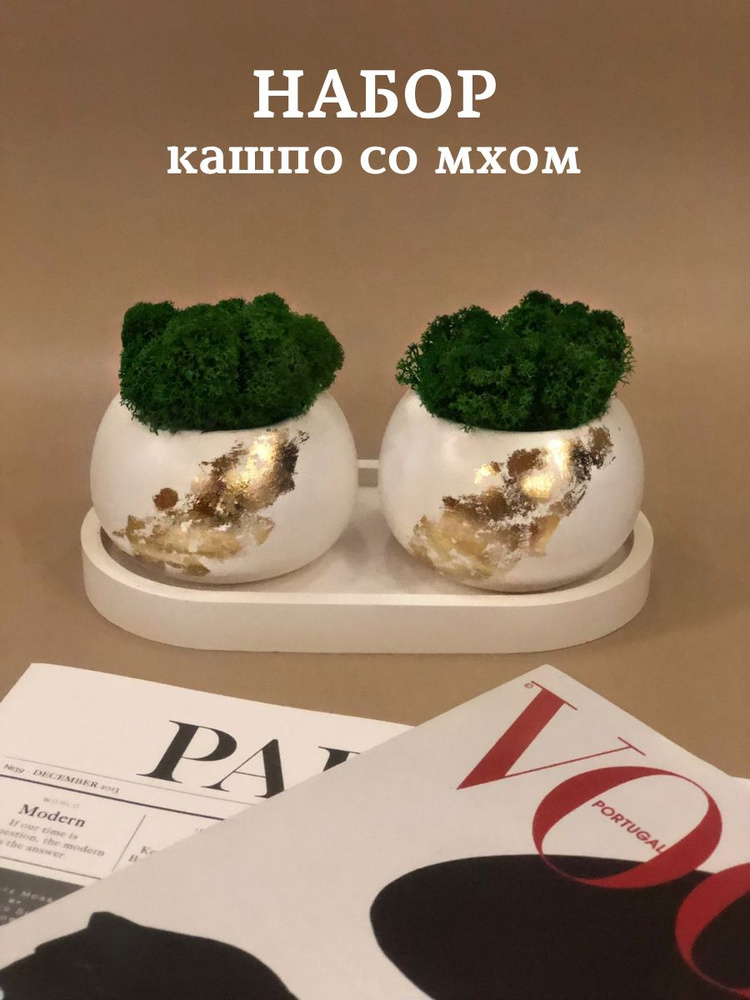 Кашпо со стабилизированным мхом, набор кашпо, стабилизированный мох ...