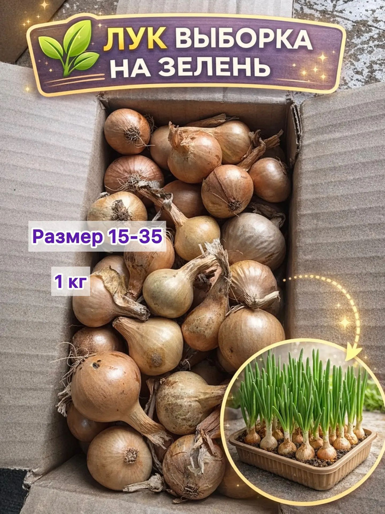 Лук севок на посадку штутгартер ризен на зелень 1 кг купить на OZON по ...