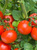 Томаты Григорьев Томат - купить с бесплатной доставкой в OZON (1739709019)
