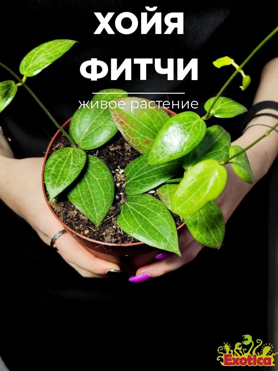 Хойя Фитчи (Hoya Fitchii) D12см, живой цветок купить на OZON по низкой ...
