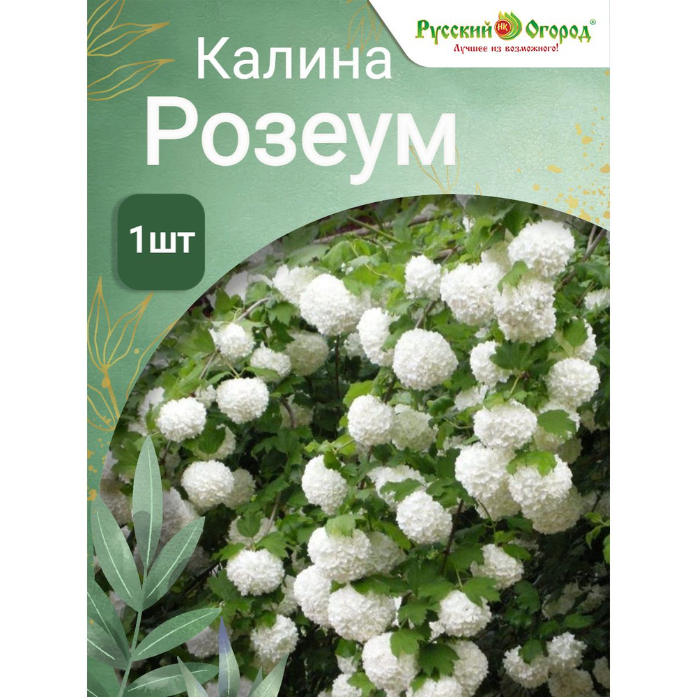 Калина обыкновенная Розеум - купить с доставкой по выгодным ценам в ...