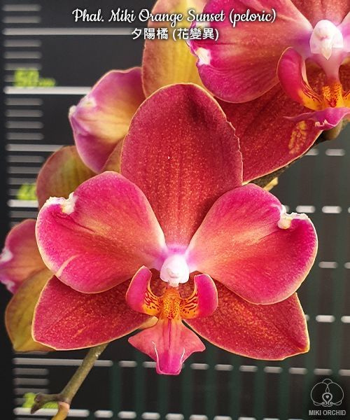 Орхидея Phal. Miki Orange Sunset (peloric) подросток не цветет горшок 2,5’’, 1 шт - купить по ...
