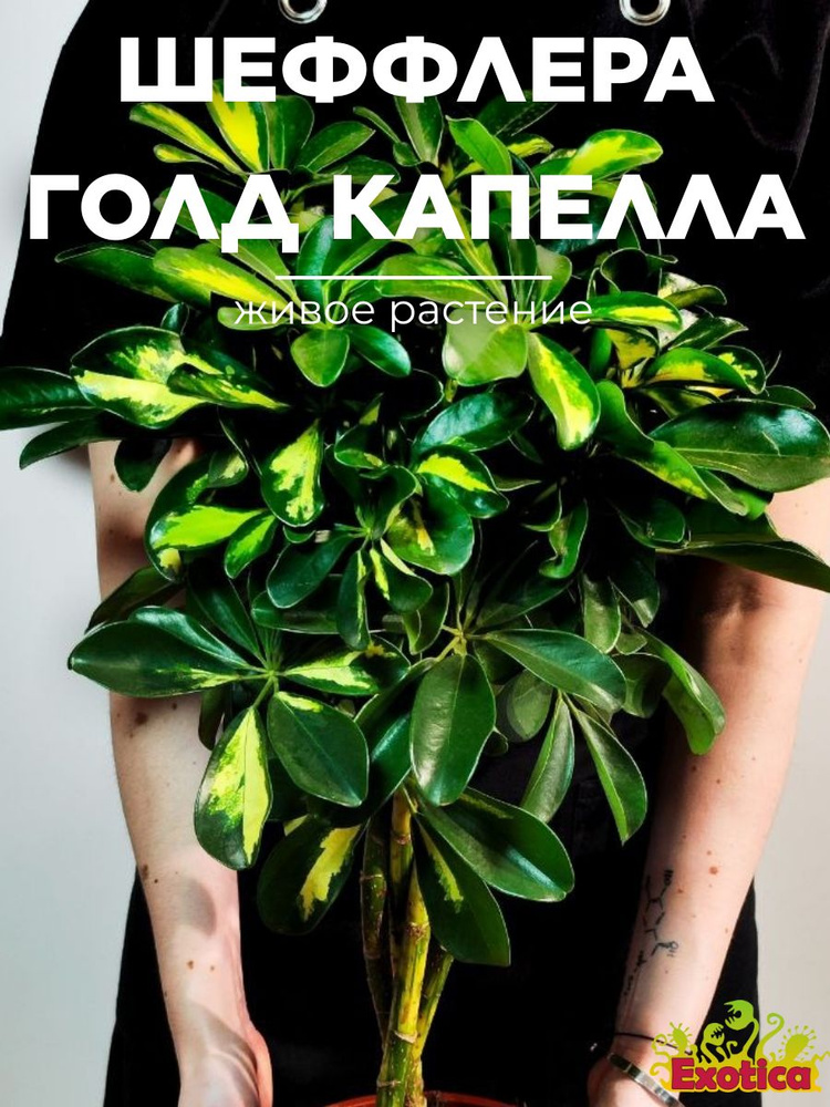 Шеффлера Голд Капелла Переплетенная (Schefflera Gold Capella Twisted ...