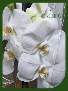 Орхидея Phalaenopsis Moonlight (отцвёл) d-12см купить на OZON по низкой ...