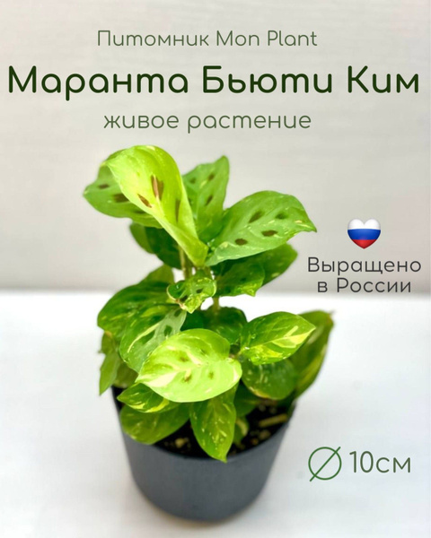 Маранта Бьюти Ким (Maranta Beauty Kim) комнатное растение в горшке 10 ...