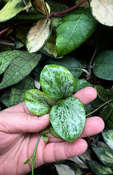 Hoya biakensis splash Хойя СРЕЗ купить на OZON по низкой цене (3225263861)