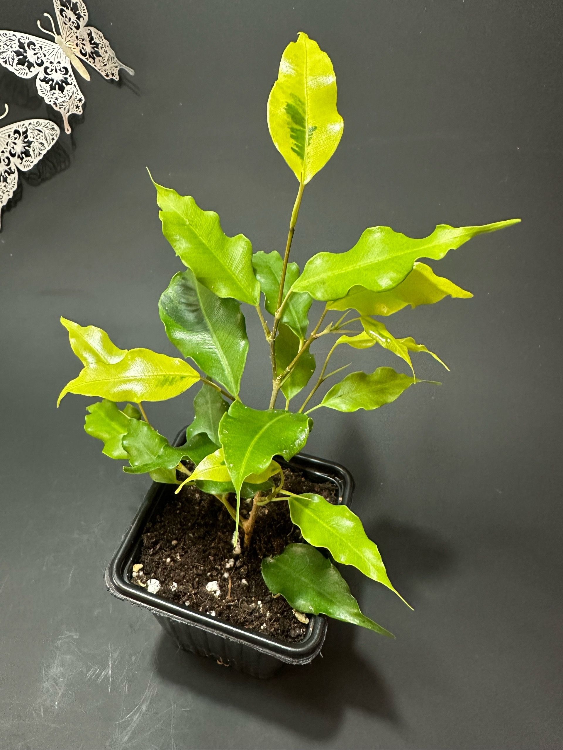 Фикус Бенджамина Голден Моник (Ficus Benjamina Golden Monique ...