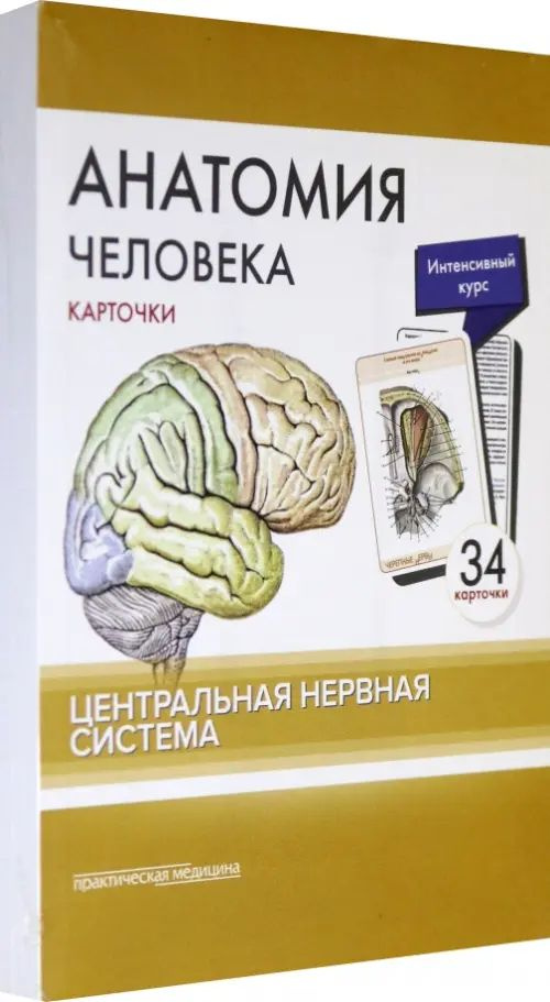 Анатомия человека. Центральная нервная система. КАРТОЧКИ (34 шт ...