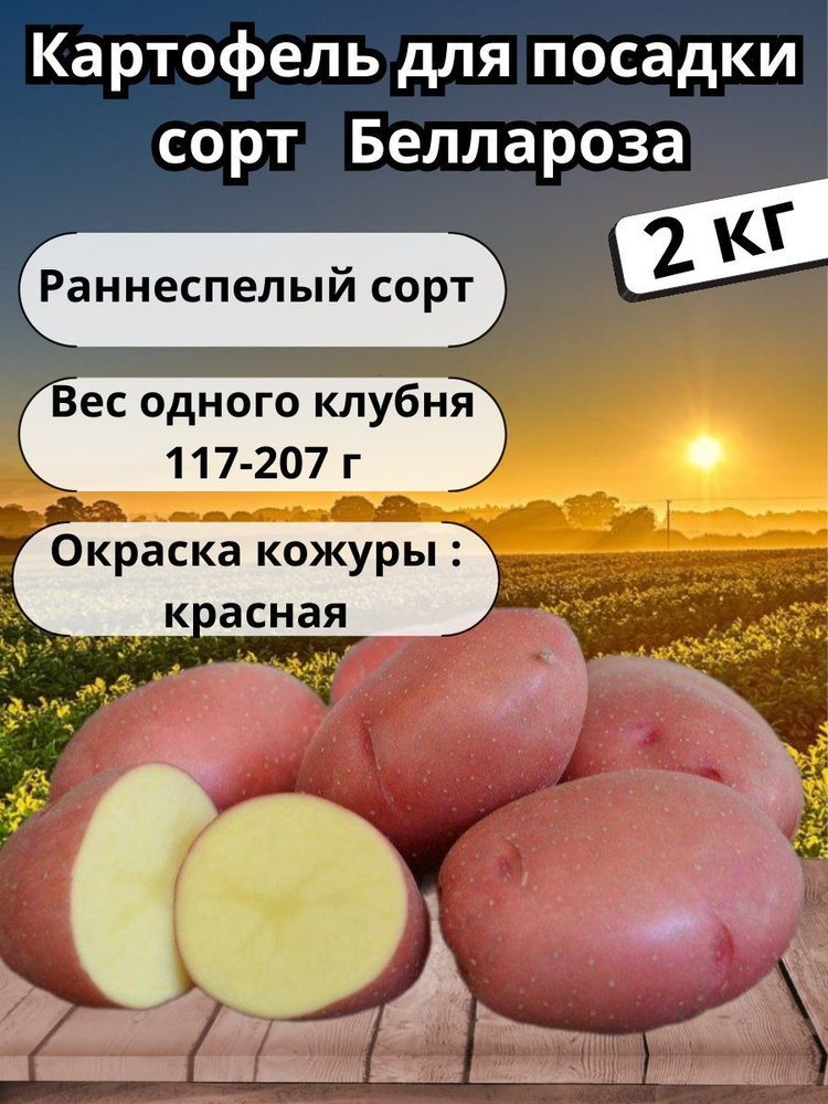 ЛЕТО Картофель семенной " Беллароза" 2 кг - купить по выгодным ценам в ...