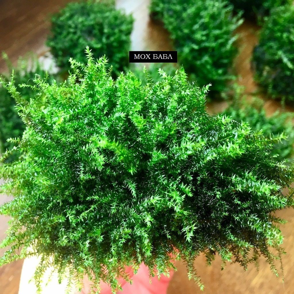 Мох бабл - Moss sp. Bubble купить на OZON по низкой цене (3112239819)