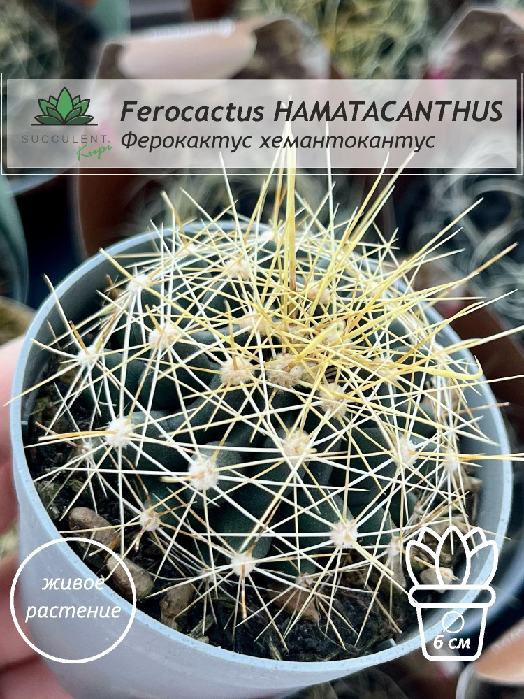 Ferocactus HAMATACANTHUS / диаметр горшка 6,5 см / Ферокактус ...