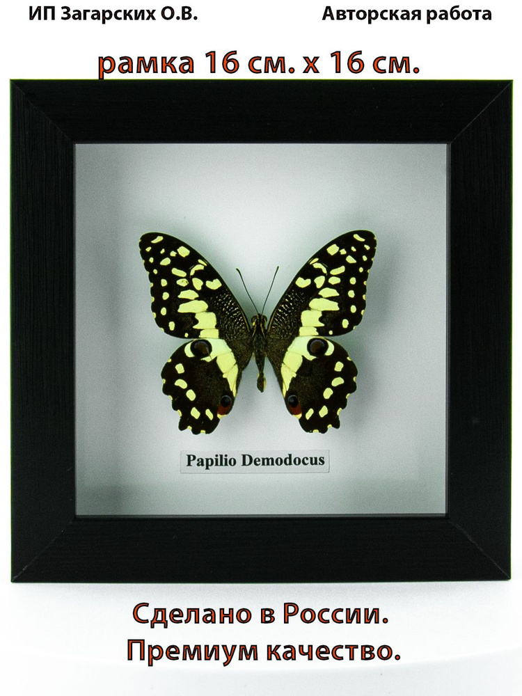 Бабочка в рамке Papilio Demodocus (Парусник Демодокус). 16*16*3.3 ...