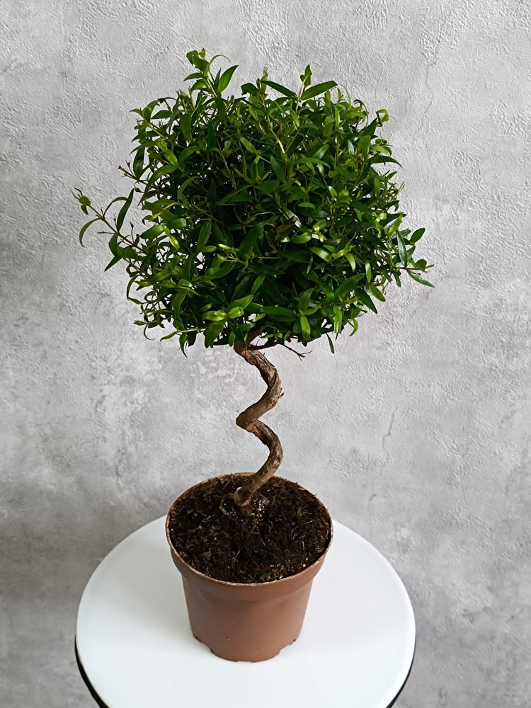 Мирт обыкновенный спираль D12 купить на OZON по низкой цене (2035180592)