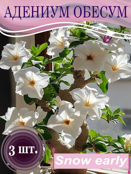 Адениум Florali-Flor адениум - купить с бесплатной доставкой в OZON ...