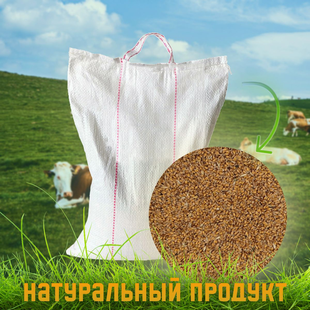 Пшеница кормовая 1 кг купить с доставкой по выгодным ценам в интернет