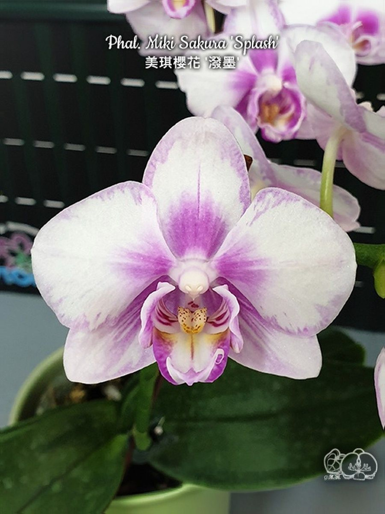 Орхидея Miki Sakura 'Splash' не цветущая в горшке 2,5 купить на OZON по низкой цене (2732833370)