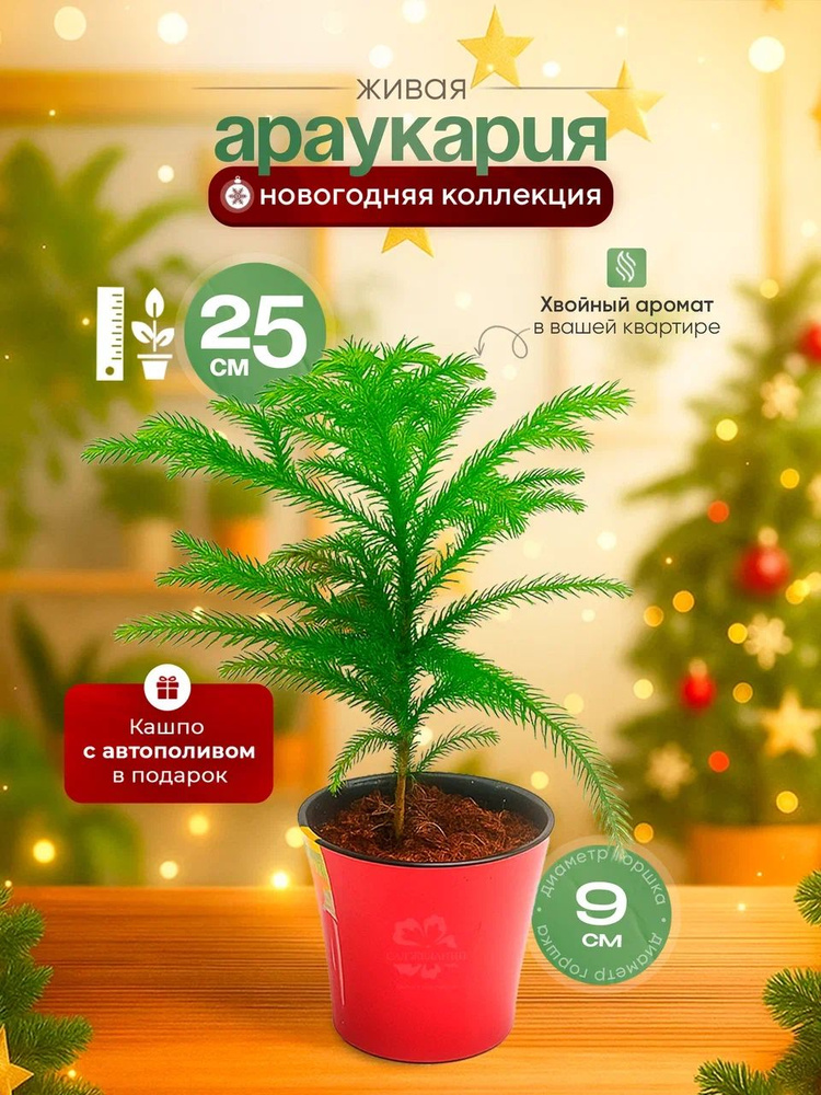 Араукария в декоративном кашпо с автополивом 25*10 купить на OZON по низкой цене (3150217512)
