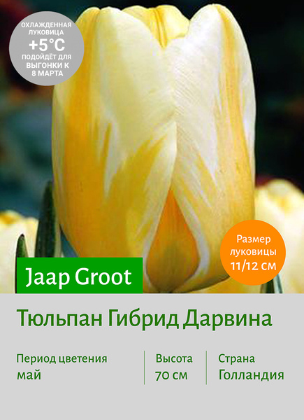 Тюльпан Жап Грут (Jaap Groot) гибрид Дарвина луковицы 5 шт СОТКА купить ...