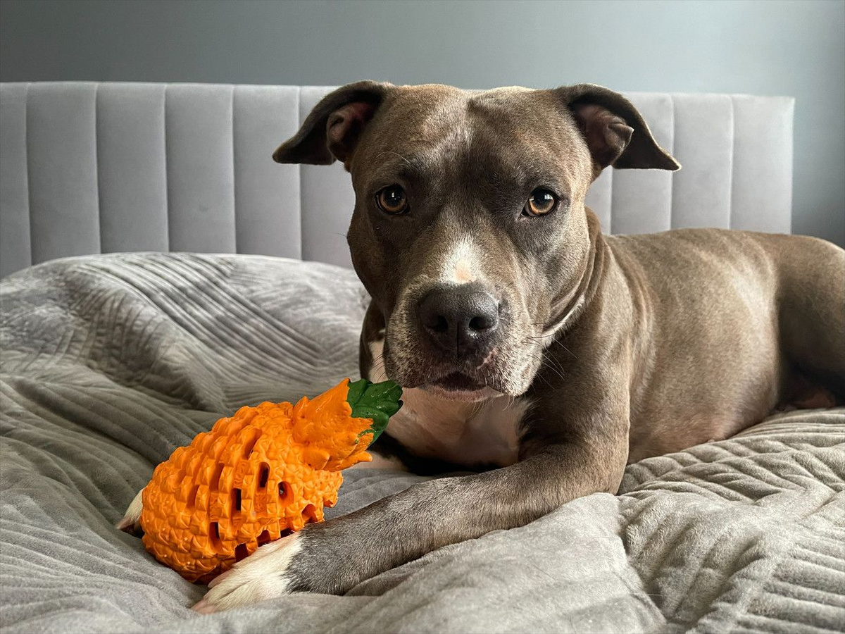 Игрушка для собак крупных пород Гантеля L Petopia купить на OZON по низкой цене (3149393338)