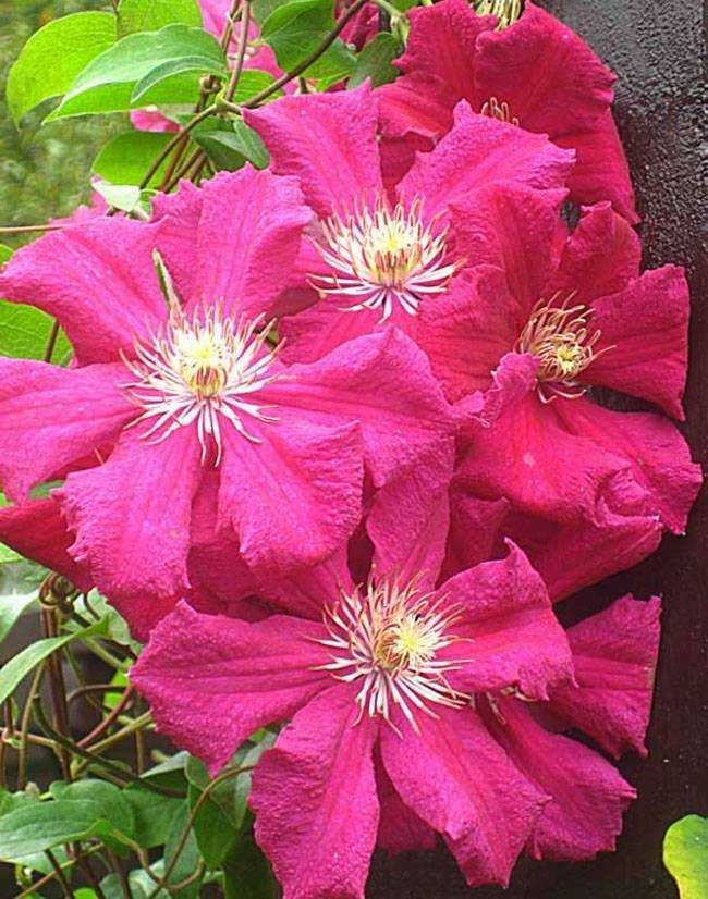 Клематис крупноцветковый Эрнест Макхем - купить с доставкой по выгодным ...