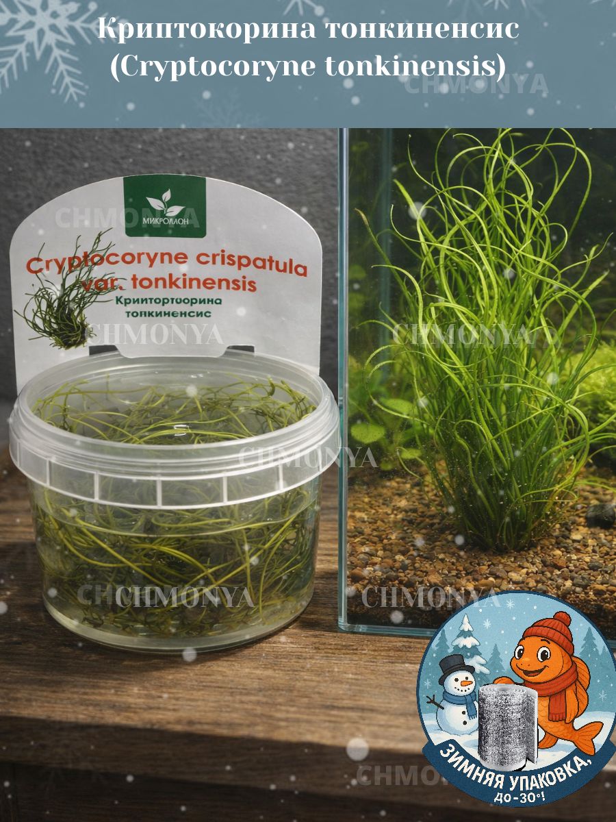 Меристемное растение Криптокорина Тонкиненсис (Cryptocoryne Tonkinensis ...