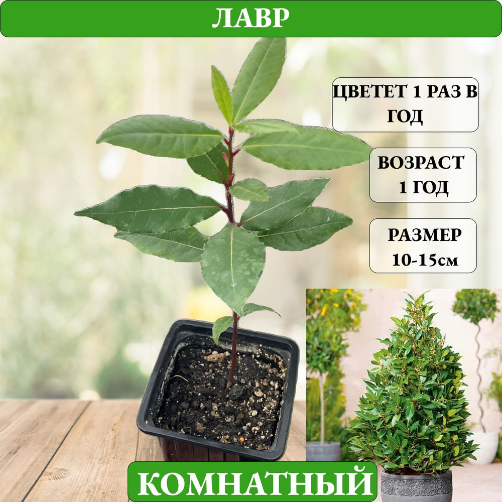 Лавр Благородный / Для дома и сада / Саженец - купить с доставкой по ...
