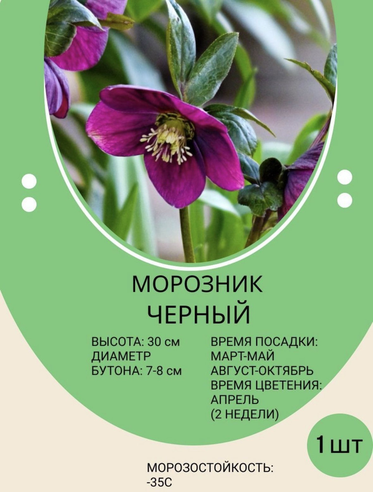 Морозник саженцы многолетние цветы купить на OZON по низкой цене ...