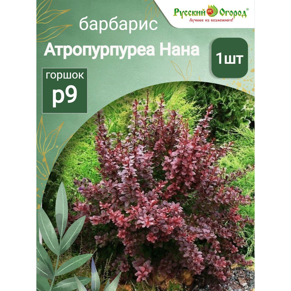 Барбарис Тунберга Атропурпуреа Нана - купить с доставкой по выгодным ...