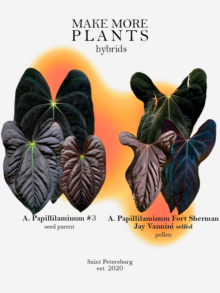 Антуриум Papillilaminum #3 x Papillilaminum Fort Sherman by Jay Vannini ...