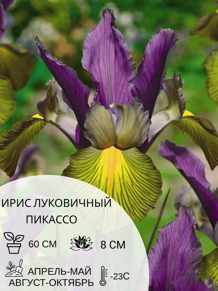 Ирис луковичный Пикассо, многолетние цветы для дома и сада купить на ...