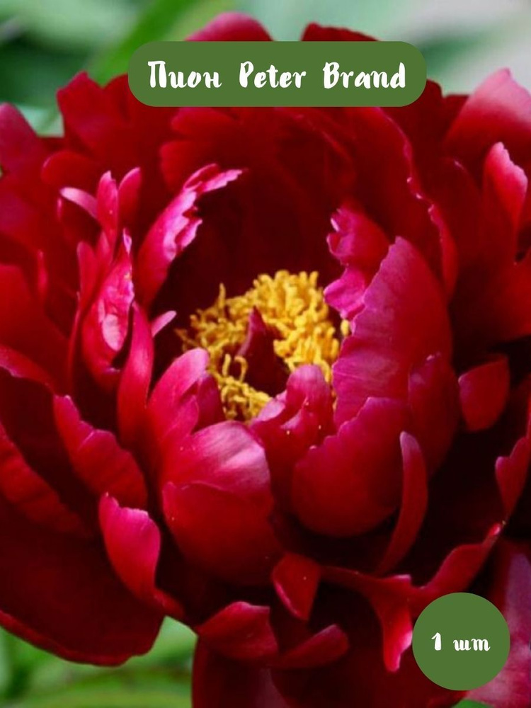 Пион Peter Brand 1 шт. купить на OZON по низкой цене (2598729470)