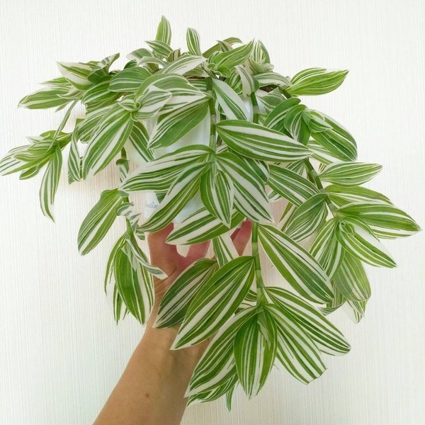 Традесканция КвикСильвер quicksilver, срез 1шт. купить на OZON по низкой цене (1545208006)