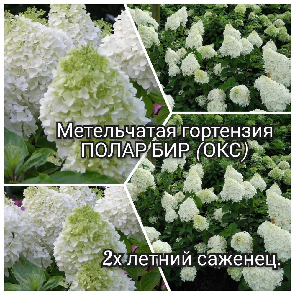 Метельчатая гортензия Полар Бир (ОКС) - купить с доставкой по выгодным ...