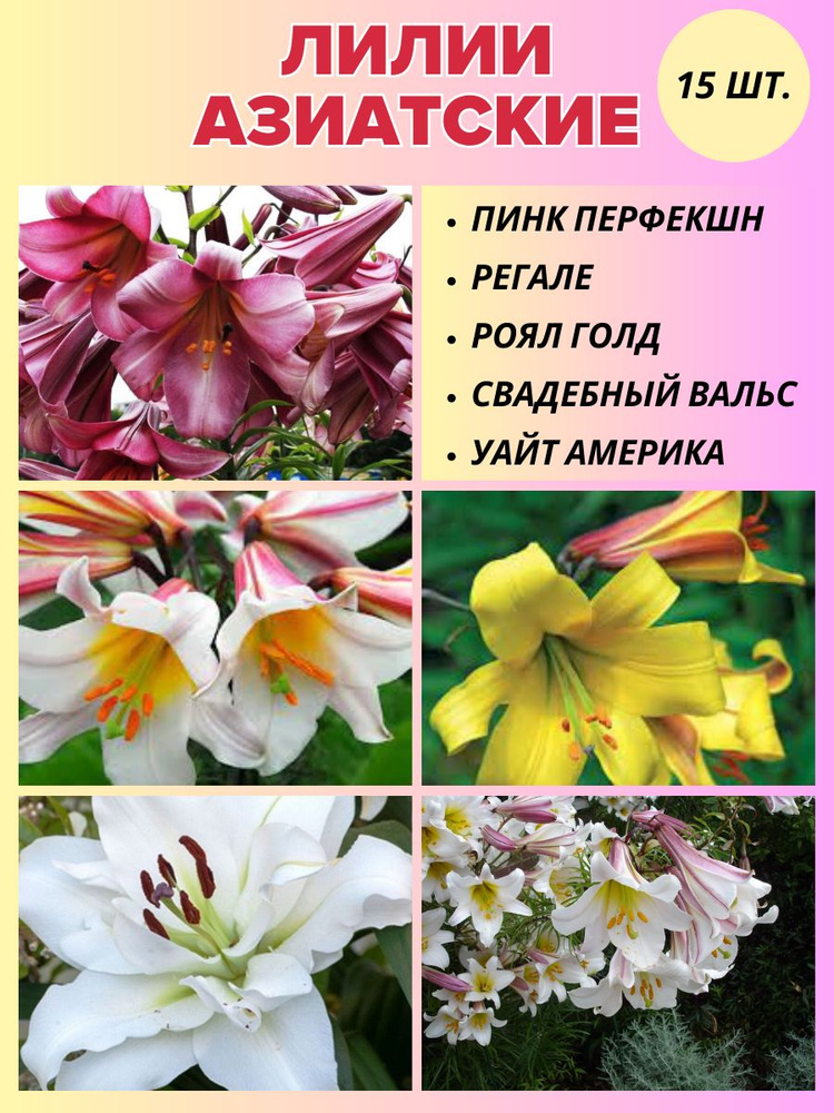 Луковицы Лилии Magic Garden купить по выгодной цене в интернет-магазине ...