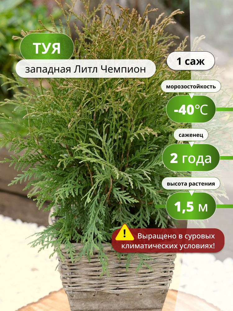 Туя западная Литл Чемпион (Thuja occidentalis Little Champion ...