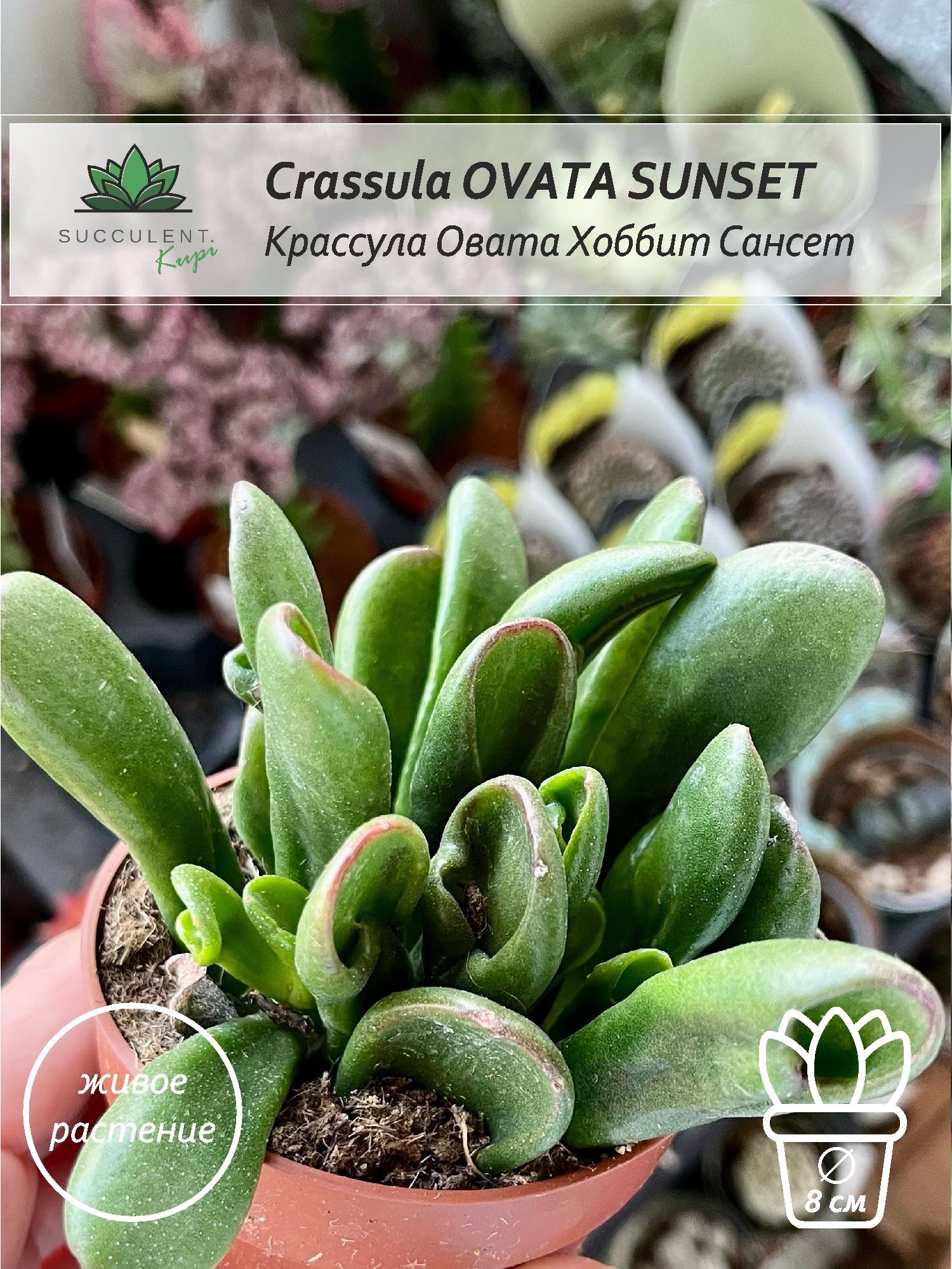 Crassula OVATA Hobbit Sunset / диаметр горшка 8 см / Крассула Овата ...
