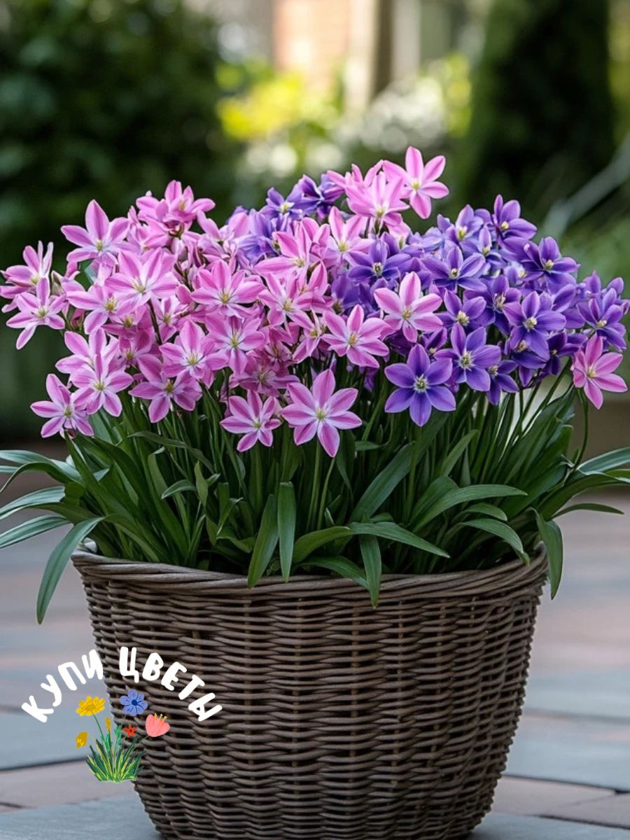 TWIN Хионодокса FORBESII ROSEA 5шт/Хионодокса LUCILIAE VIOLET BEAUTY ...