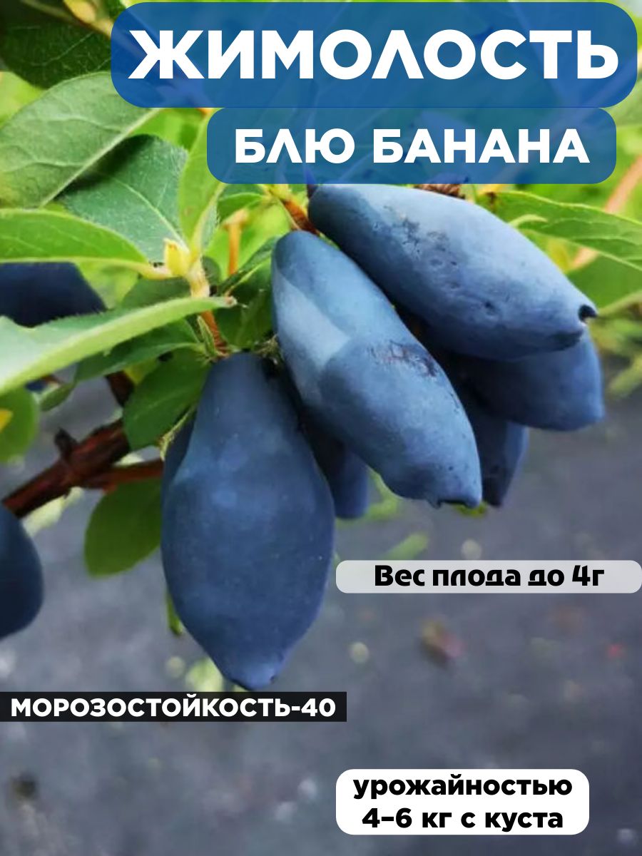 Королева Роза Саженец,22шт купить на OZON по низкой цене (2874069461)