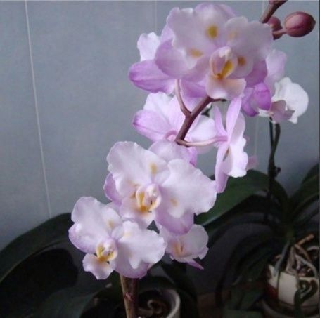 орхидея Phal. Liu's Sakura KF 3,5 НЕ ЦВЕТЕТ купить на OZON по низкой ...