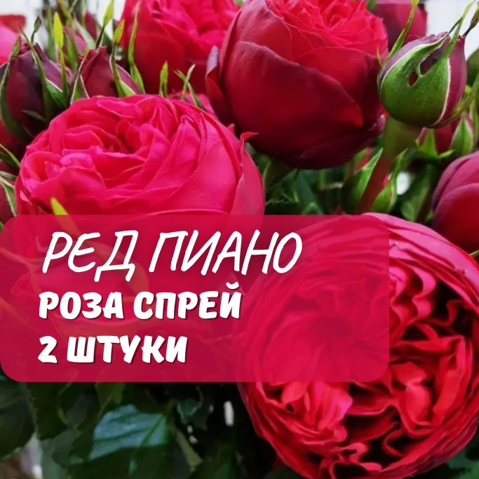 Роза спрей Ред Пиано 2 шт / саженец розы - купить с доставкой по ...