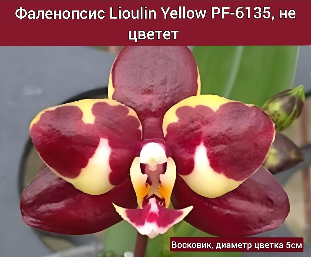 Орхидея живая Фаленопсис Восковик Lioulin Yellow PF-6135 купить на OZON ...