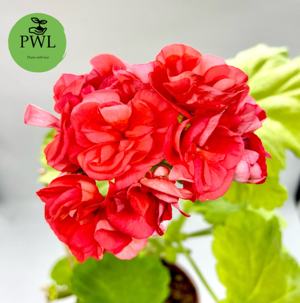 Пеларгония Caramel red, саженец, укорененный черенок купить на OZON по ...