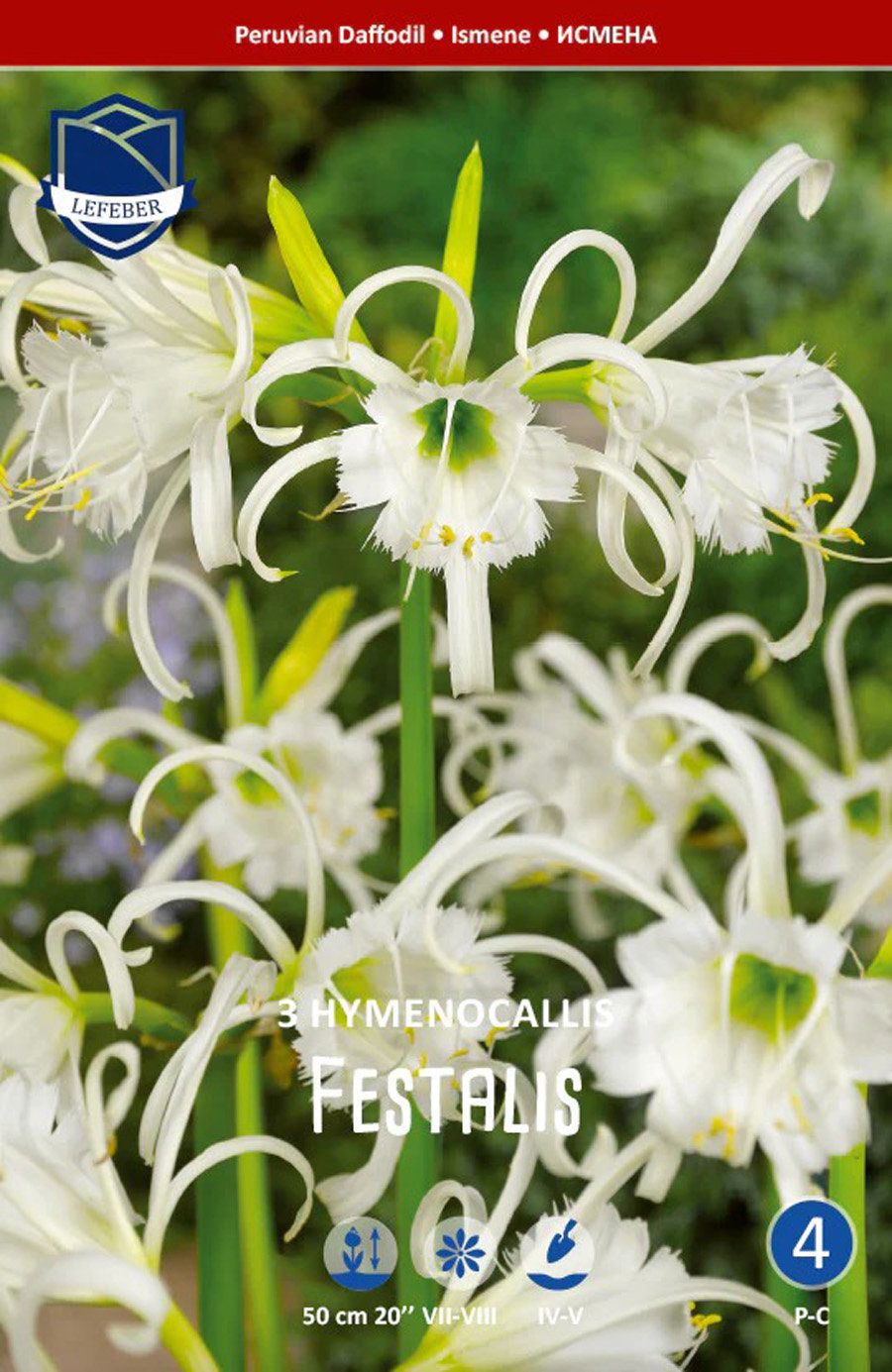Исмене Фесталис (Hymenocallis ( Ismene) festalis), 3 шт (разбор 18/20 ...